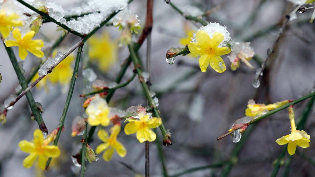 15 Winter Blooms That Brave the Cold | Petal Talk