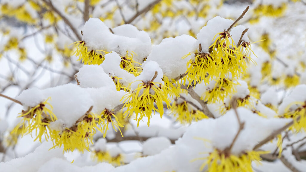 15 Winter Blooms That Brave the Cold | Petal Talk