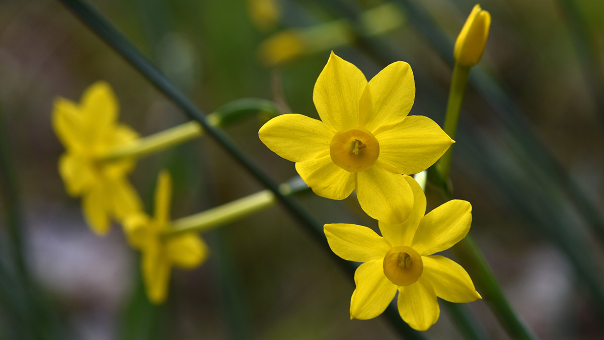 March Birth Flowers: Daffodil and Jonquil | Petal Talk