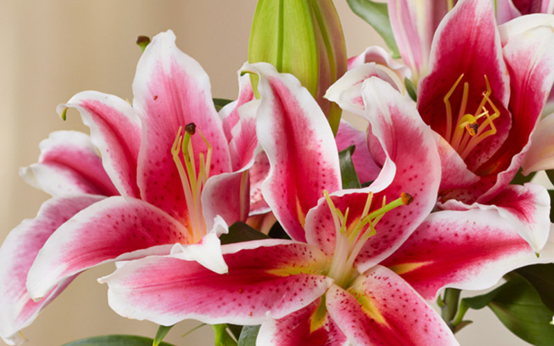 Hypoallergenic Flowers for People with Allergies | Petal Talk