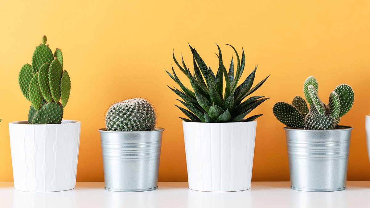 Hypoallergenic Flowers for People with Allergies | Petal Talk