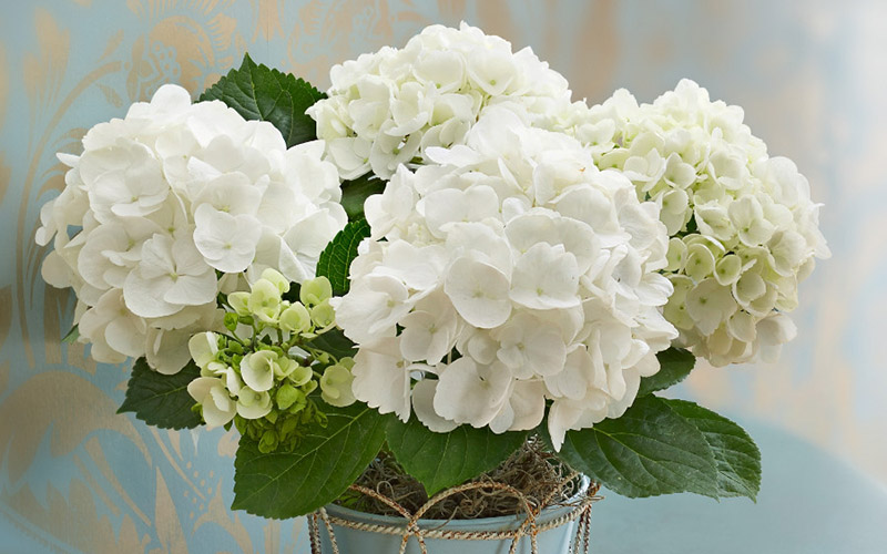 Hypoallergenic Flowers for People with Allergies | Petal Talk