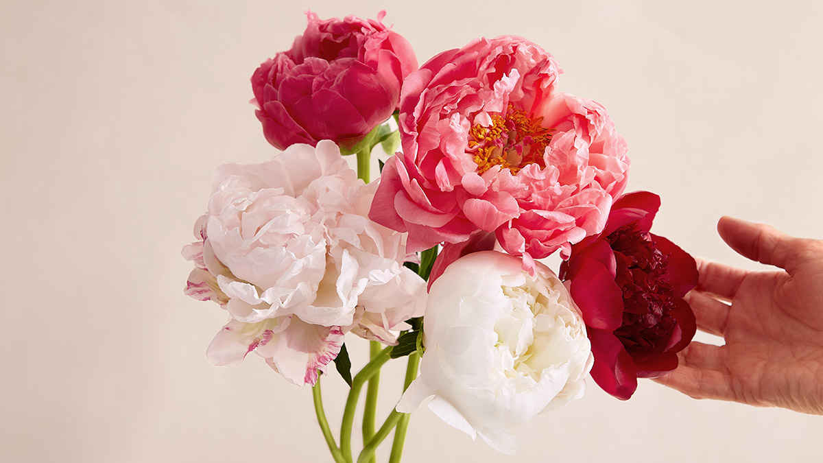 Peony Care Tips and More | Petal Talk