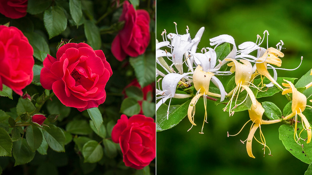 June Birth Flowers: The Rose and Honeysuckle | Petal Talk