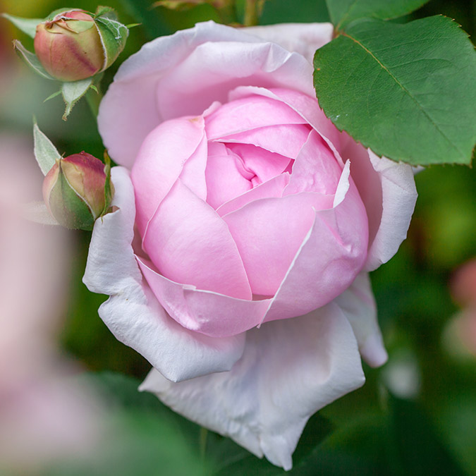 Rose Hybridization: History and How It's Done | Petal Talk